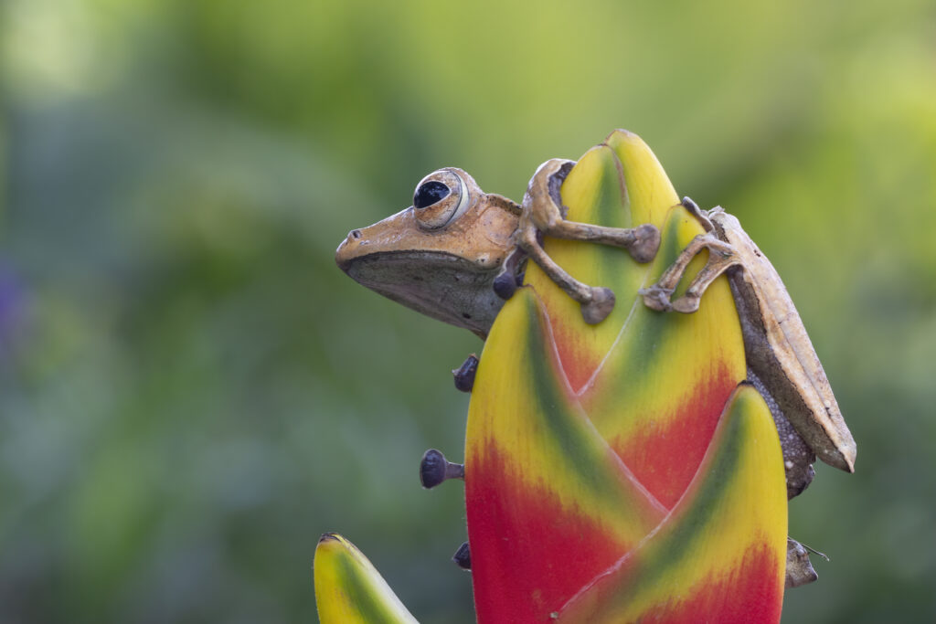 Wildlife You Can See on Costa Rica Caribbean Coast